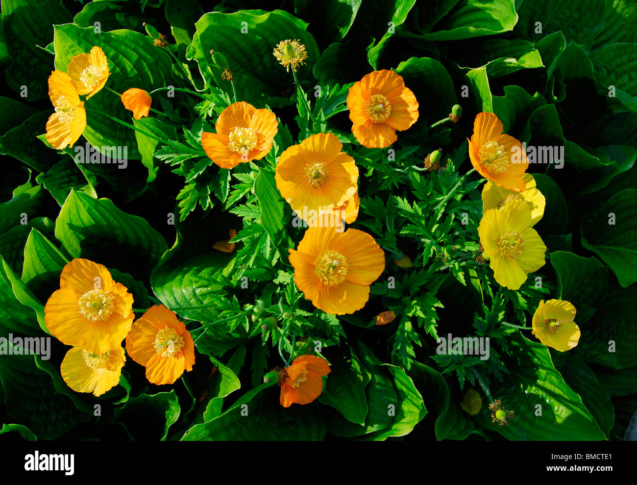 orange yellow poppies Stock Photo - Alamy