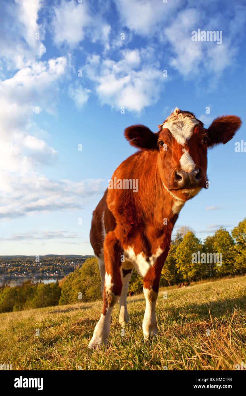 A close-up of a cow looking at the camera Stock Photo - Alamy