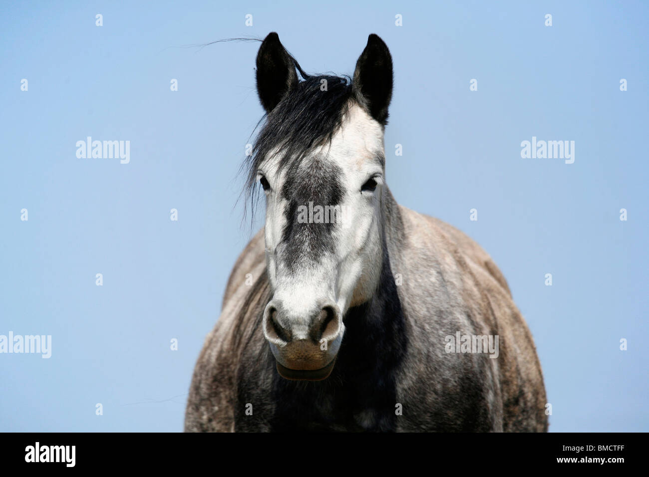 Criollos hi-res stock photography and images - Alamy