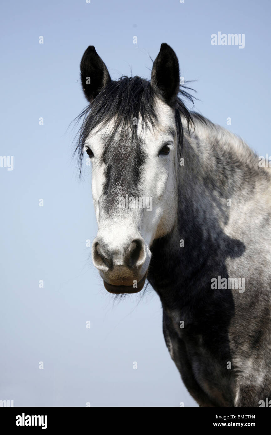 Criollos horse hi-res stock photography and images - Alamy