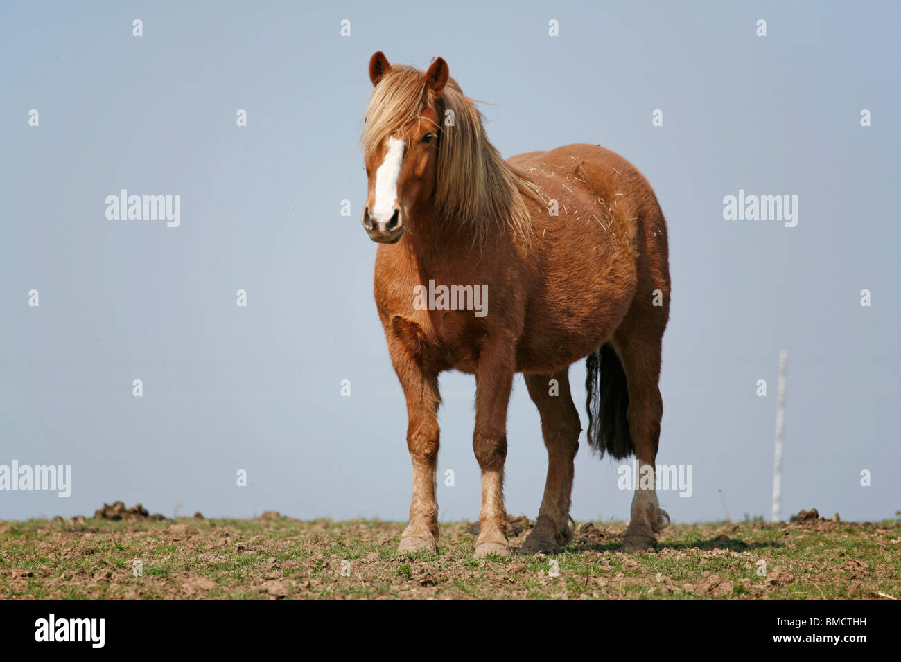 Pferd / horse Stock Photo - Alamy