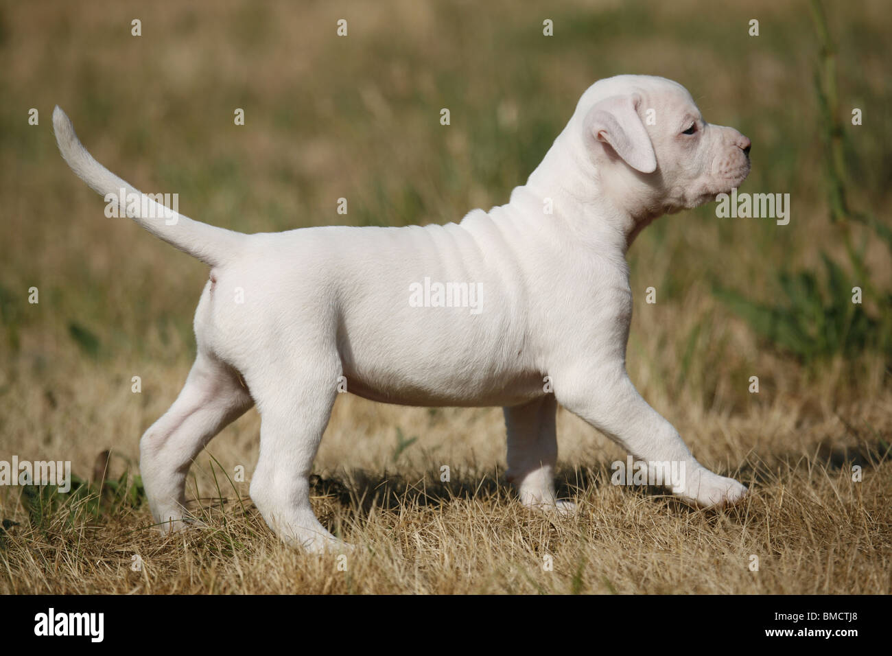 American Bulldog Welpe / American Bulldog Puppy Stock Photo - Alamy
