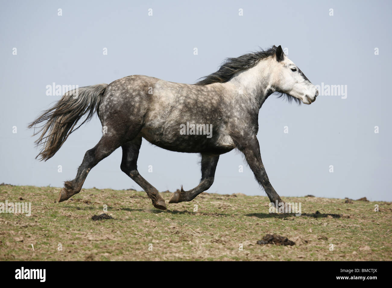 Criollos horse hi-res stock photography and images - Alamy
