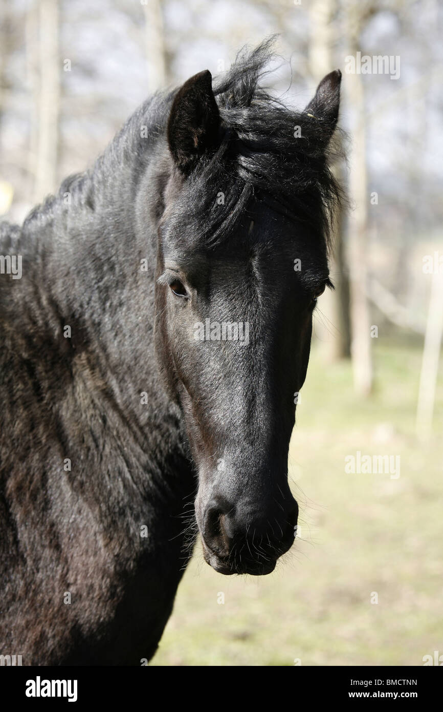 Friese Portrait / Friesian Horse Stock Photo - Alamy