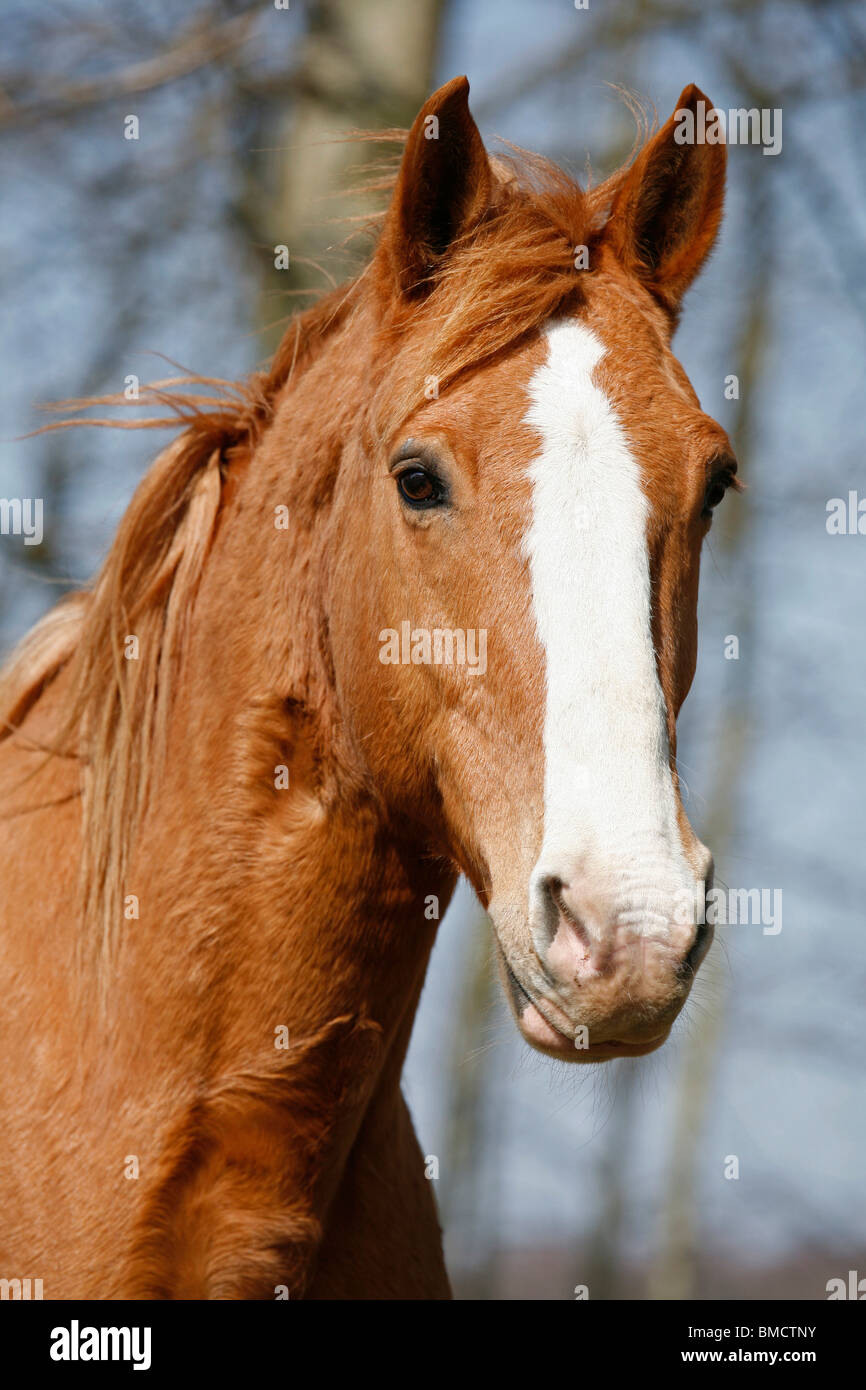 Pferd / horse Stock Photo - Alamy
