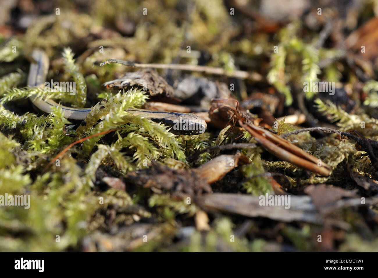 Young slow worm (Anguis fragilis) crawling on moss Stock Photo - Alamy