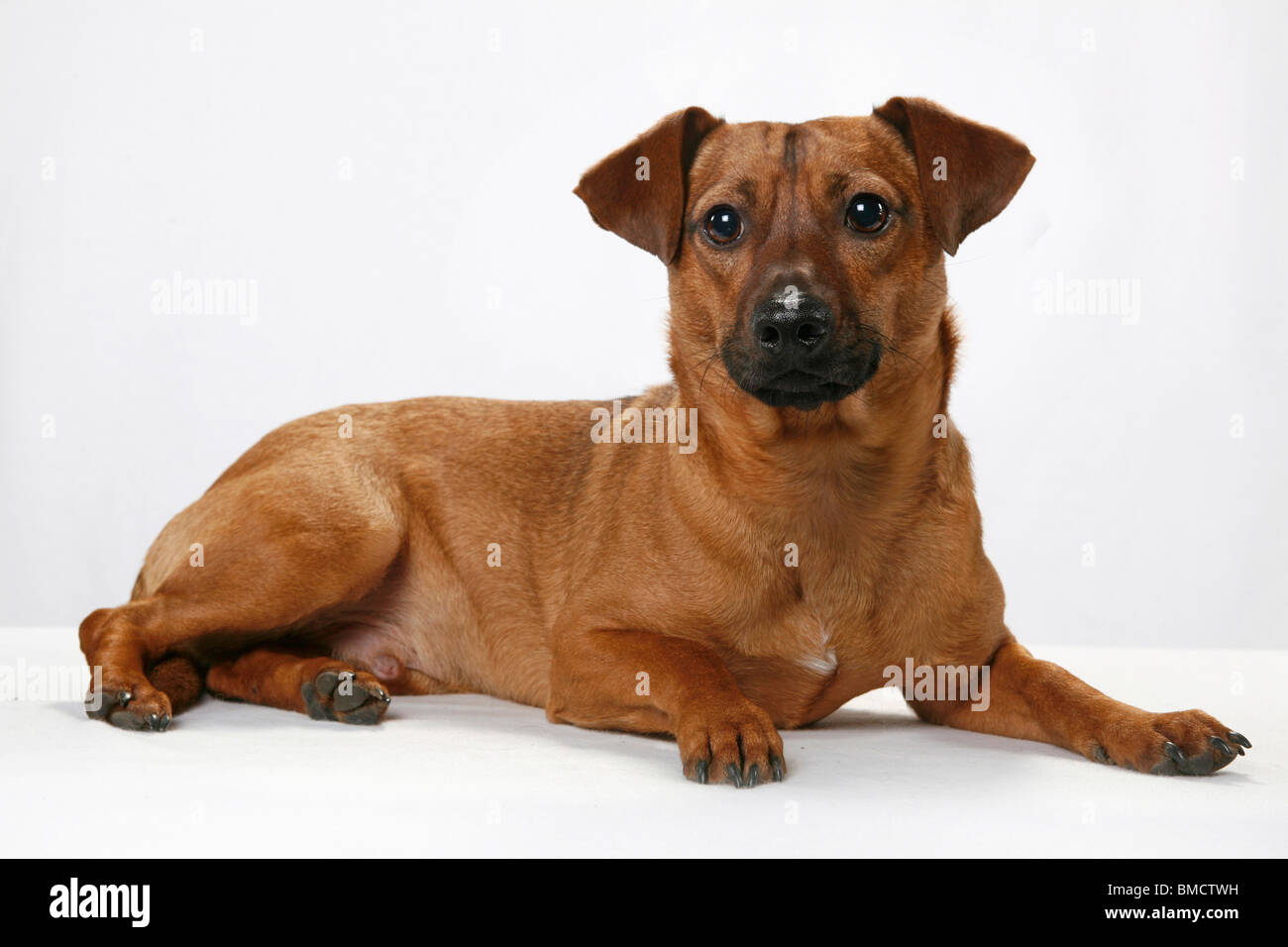 Mischling / dog Stock Photo - Alamy