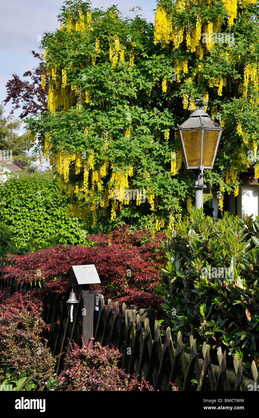 Common laburnum (Laburnum anagyroides Stock Photo - Alamy