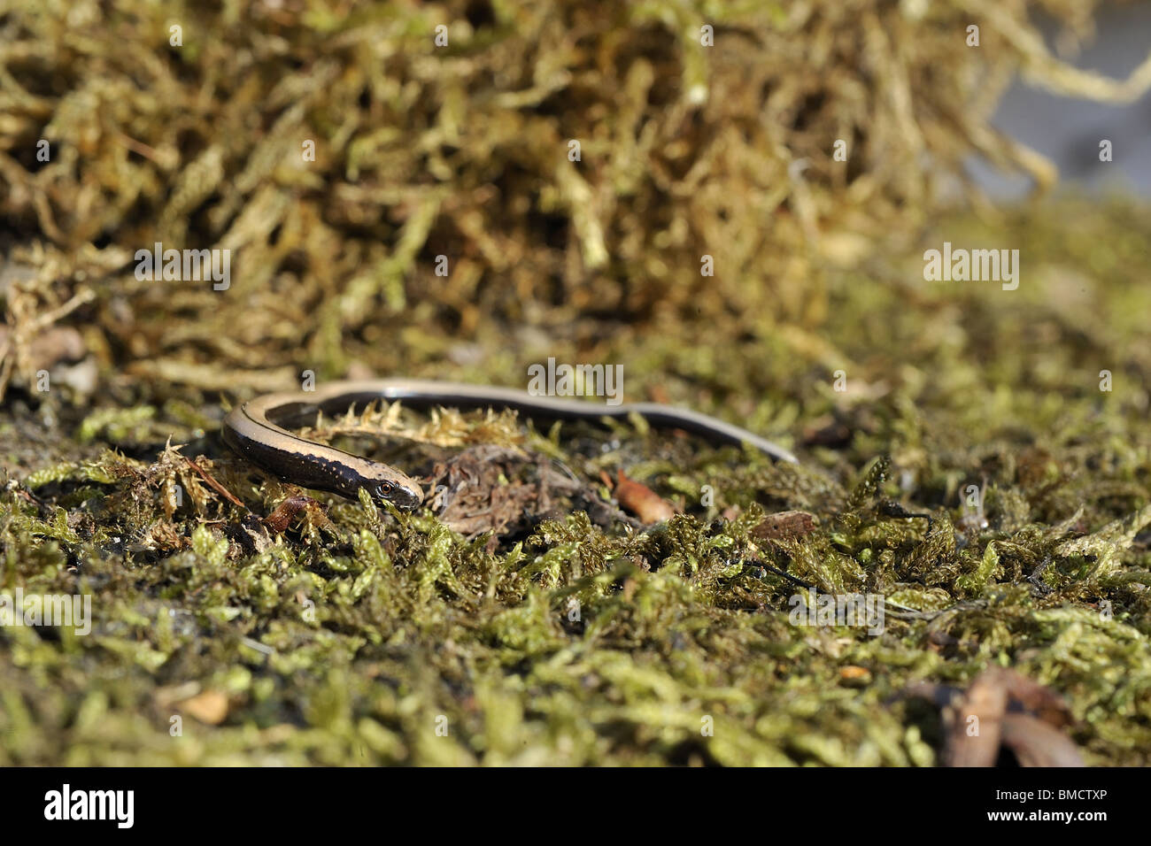 Young slow worm (Anguis fragilis) crawling on mossy stone Stock Photo ...