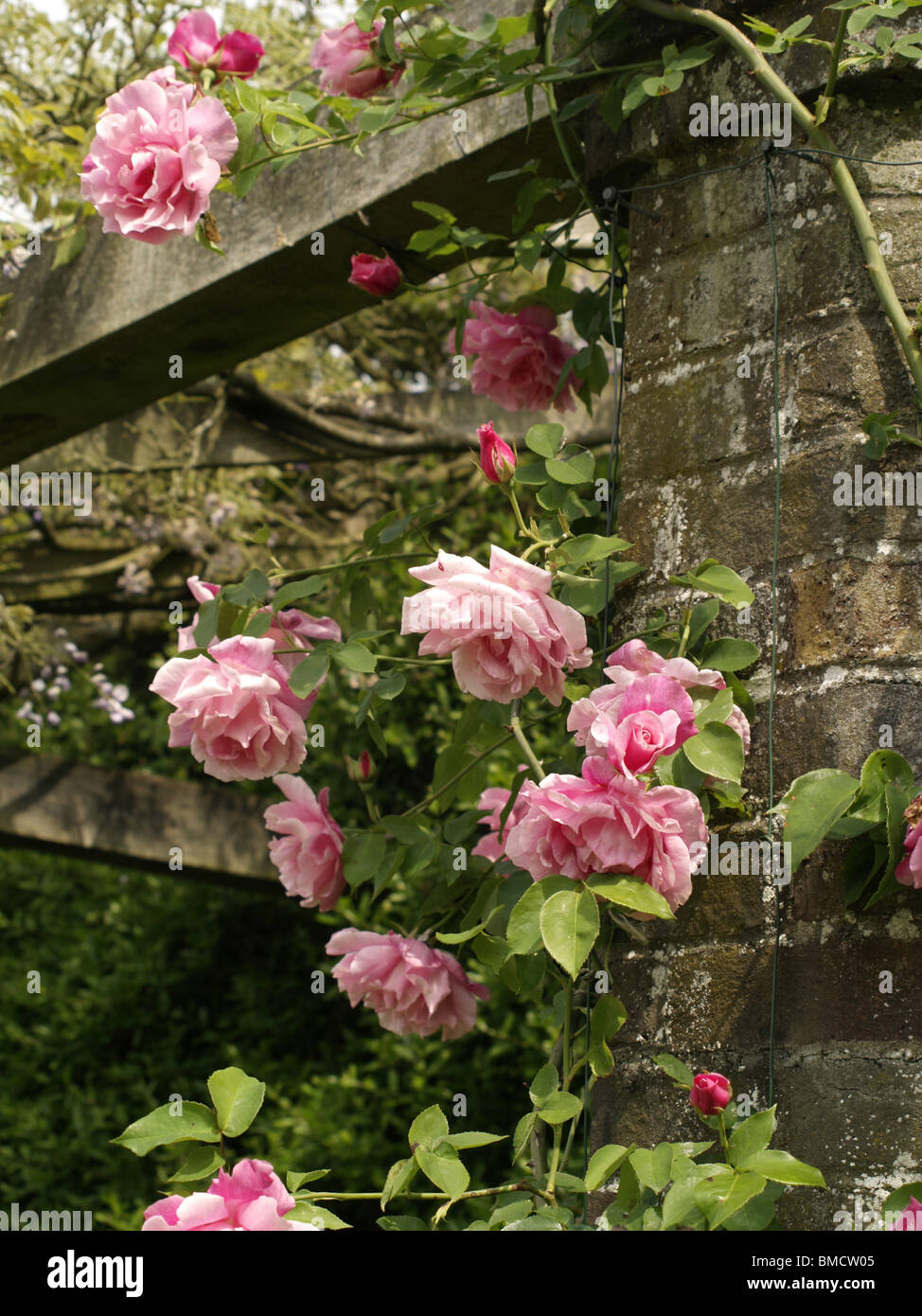 Pink climbing rose hi-res stock photography and images - Alamy