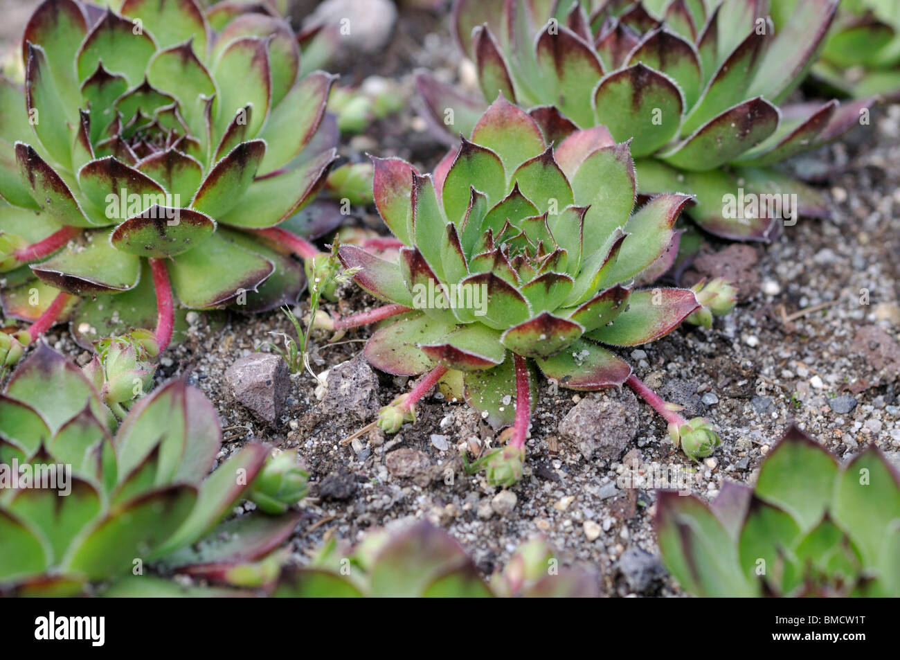 Common houseleek (Sempervivum tectorum) with offshoots Stock Photo - Alamy