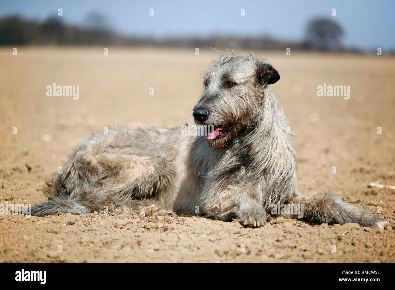 Grey irish wolfhound hi-res stock photography and images - Alamy