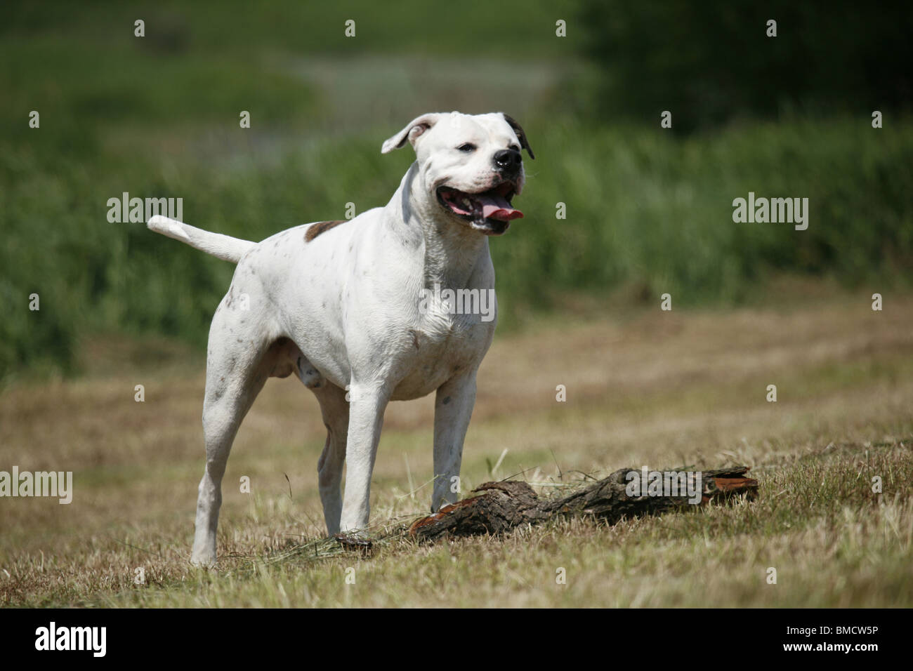 American Bulldog Rüde / male American Bulldog Stock Photo - Alamy