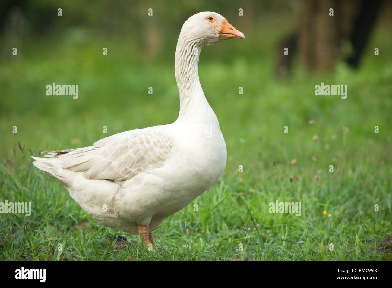 Profile of adult goose Stock Photo - Alamy
