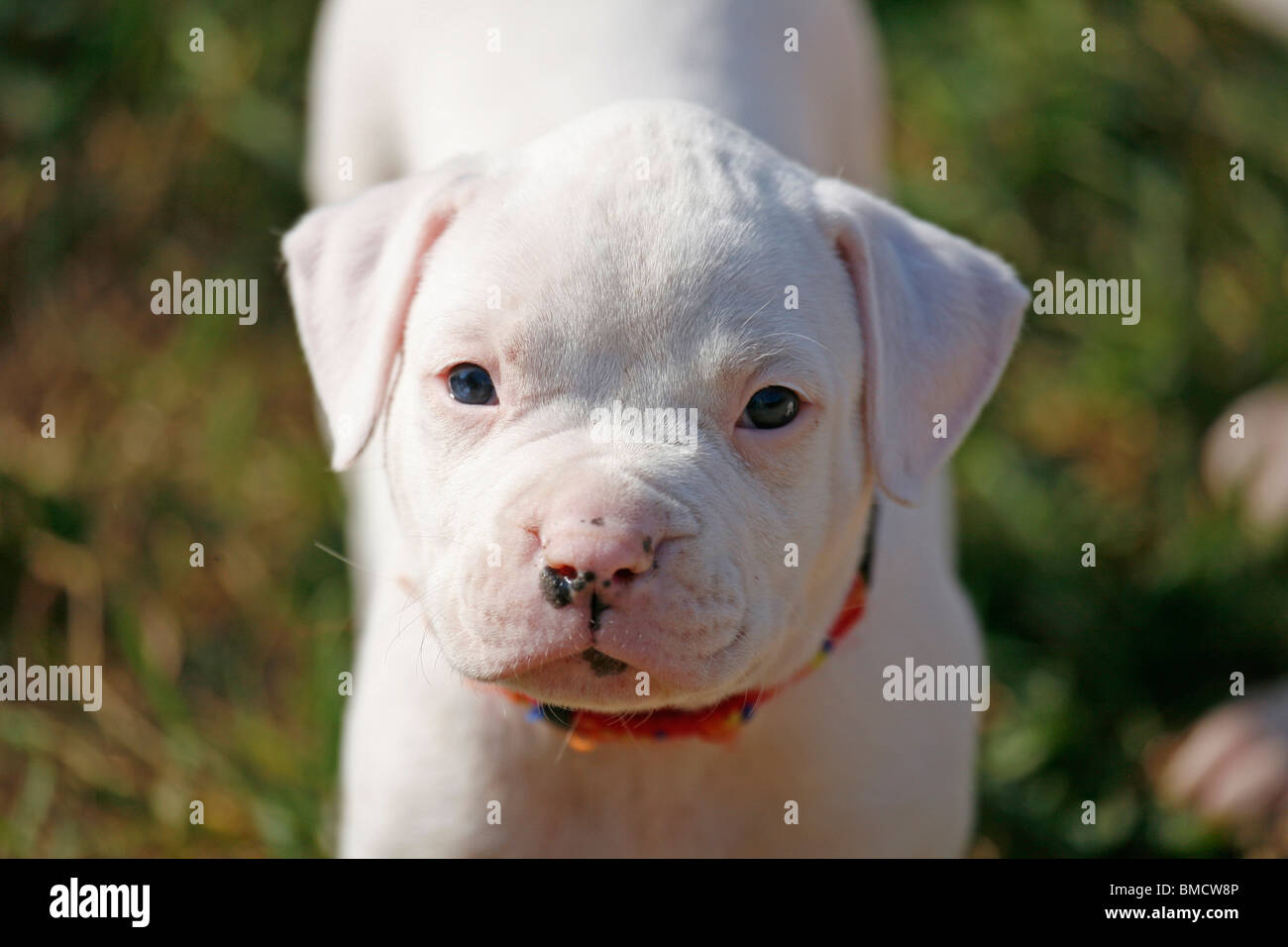 American Bulldog Welpe / American Bulldog Puppy Stock Photo - Alamy