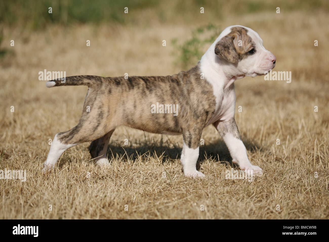 American Bulldog Welpe / American Bulldog Puppy Stock Photo - Alamy