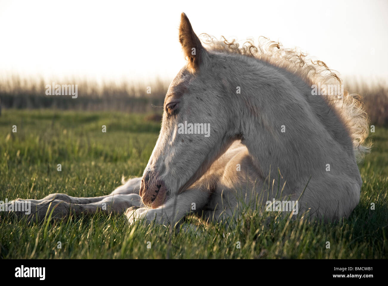 A beautiful white newborn foal laying on the grass Stock Photo - Alamy