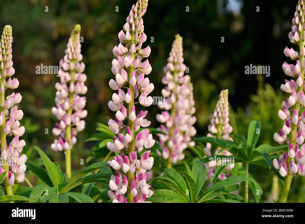 Garden lupin (Lupinus polyphyllus Stock Photo - Alamy