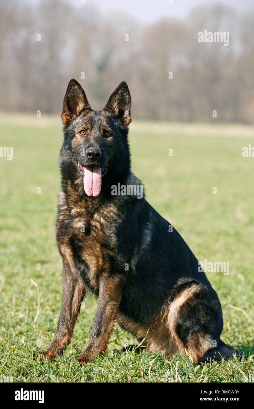 Ddr german shepherd hi-res stock photography and images - Alamy