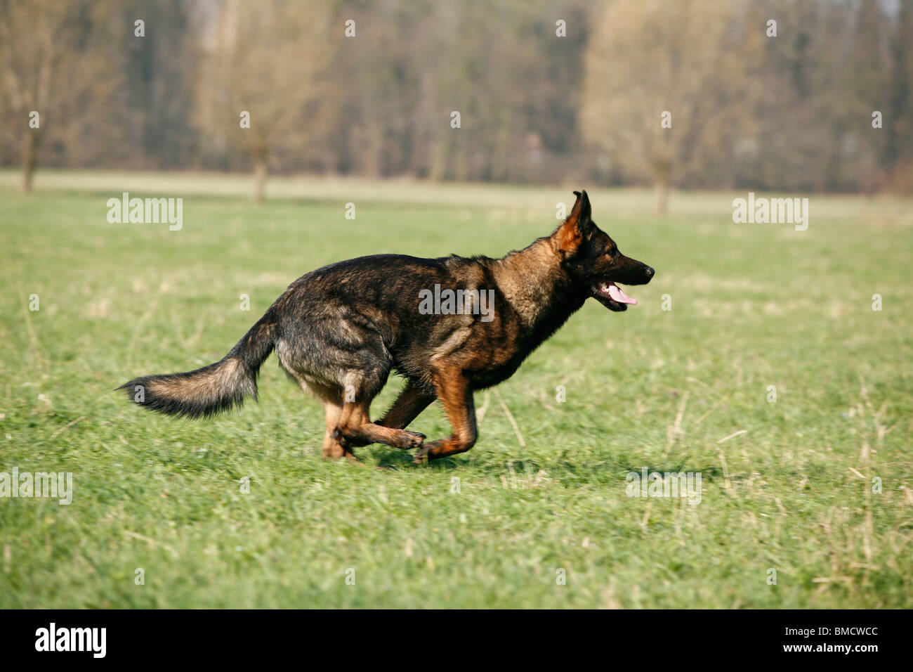 Deutscher Schäferhund / German Shepherd Stock Photo - Alamy