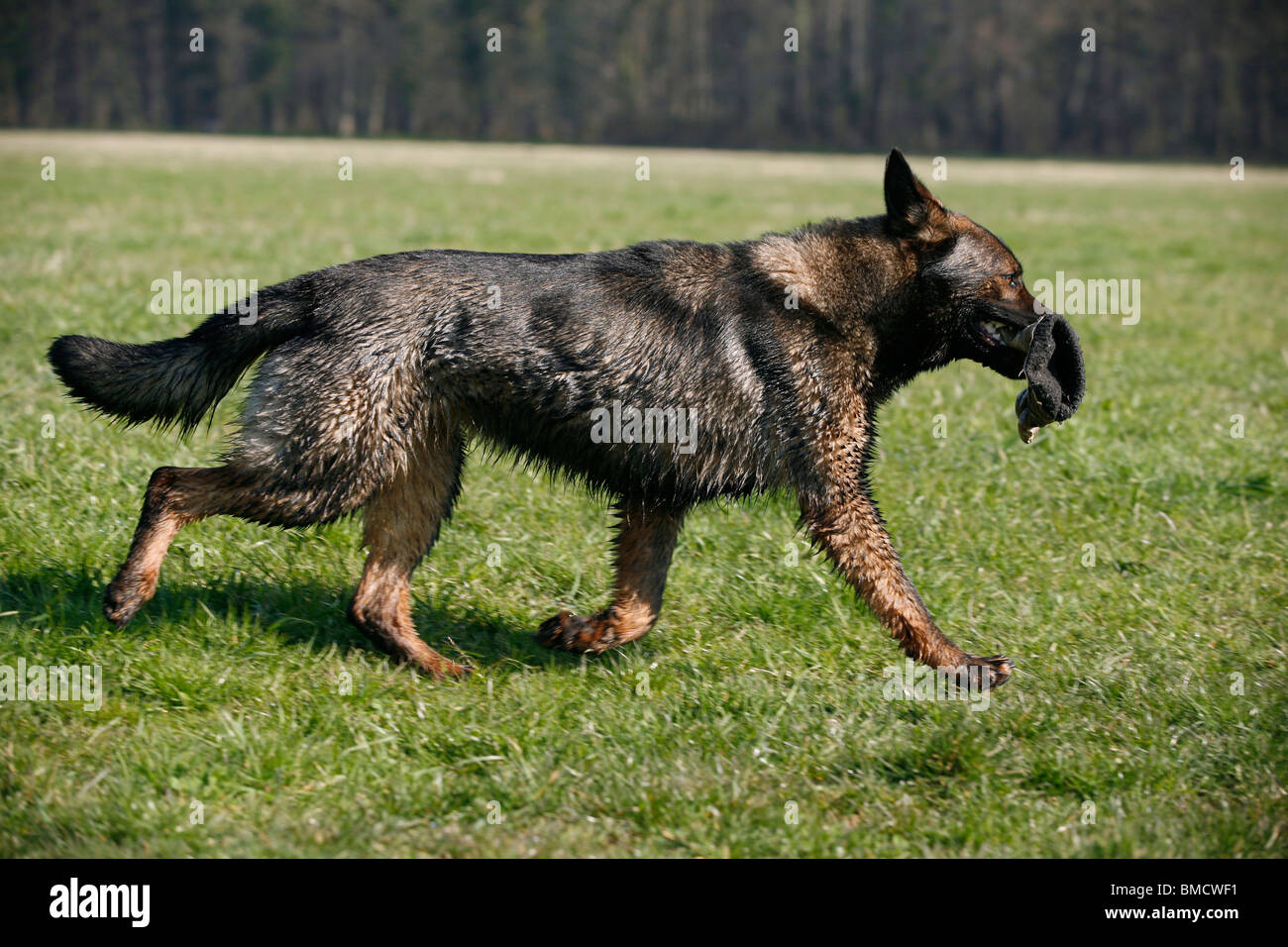 Deutscher Schäferhund / German Shepherd Stock Photo - Alamy