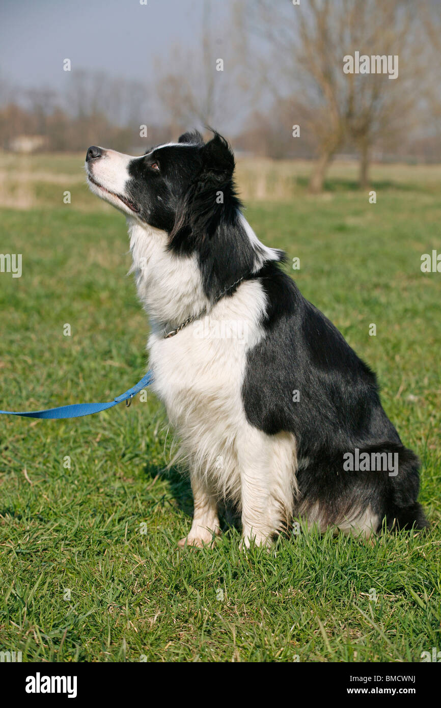 sitzender Border Collie / sitting Border Collie Stock Photo - Alamy