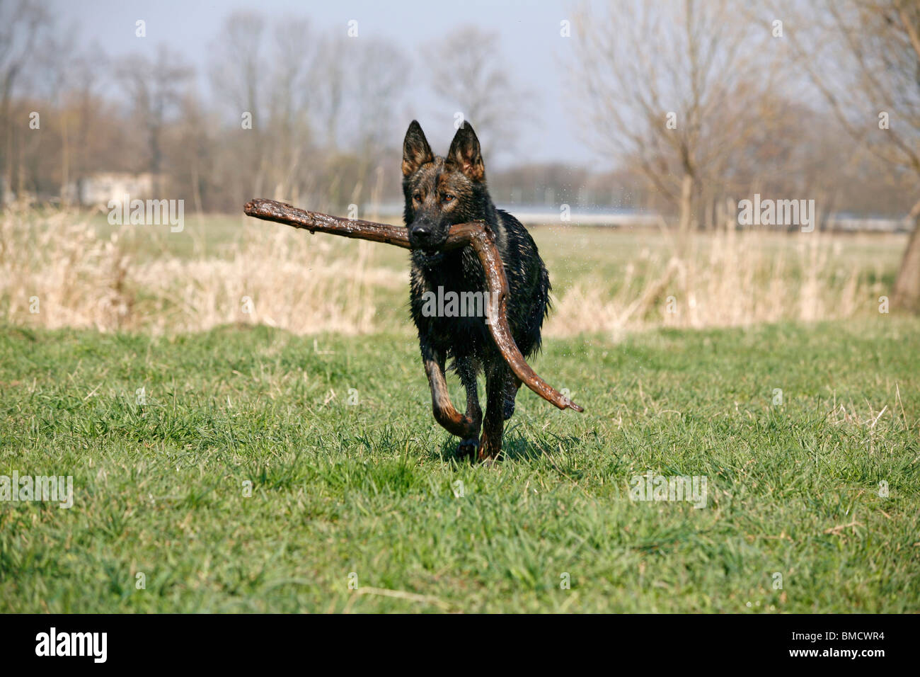 Ddr german shepherd hi-res stock photography and images - Alamy