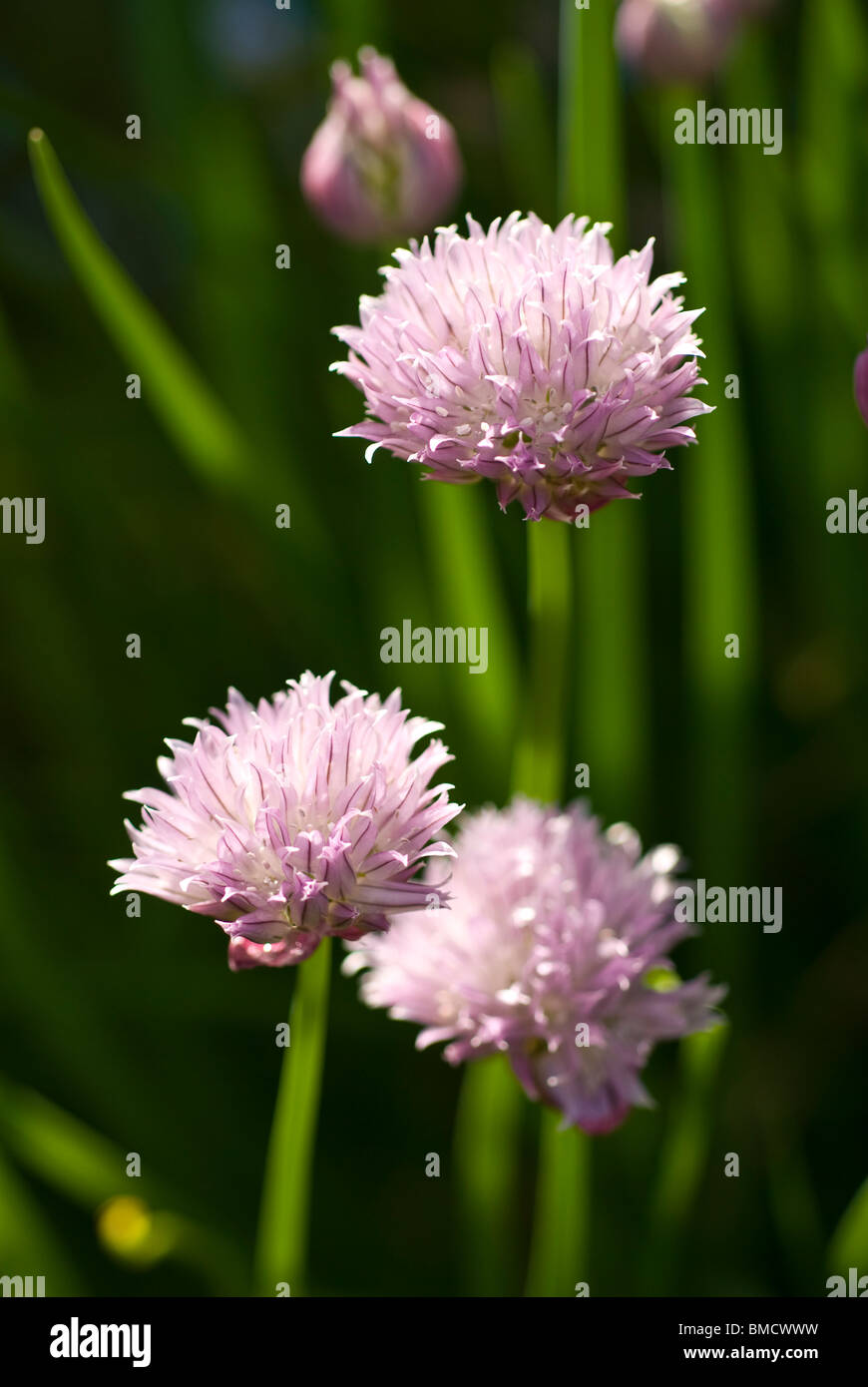 Pt wop hi-res stock photography and images - Alamy