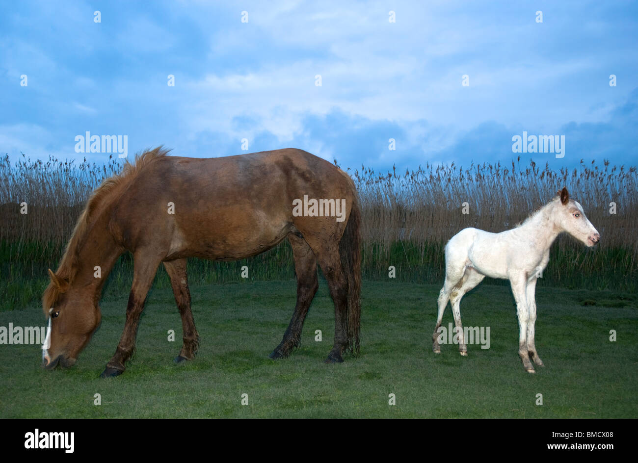 A beautiful white foal standing next to it`s mother Stock Photo - Alamy