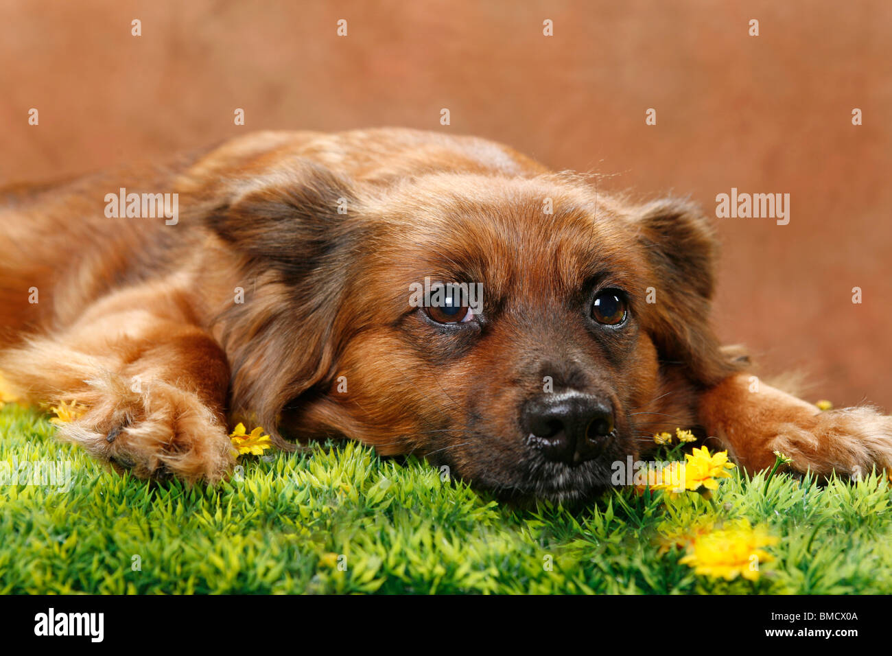 Mischling / dog Stock Photo - Alamy