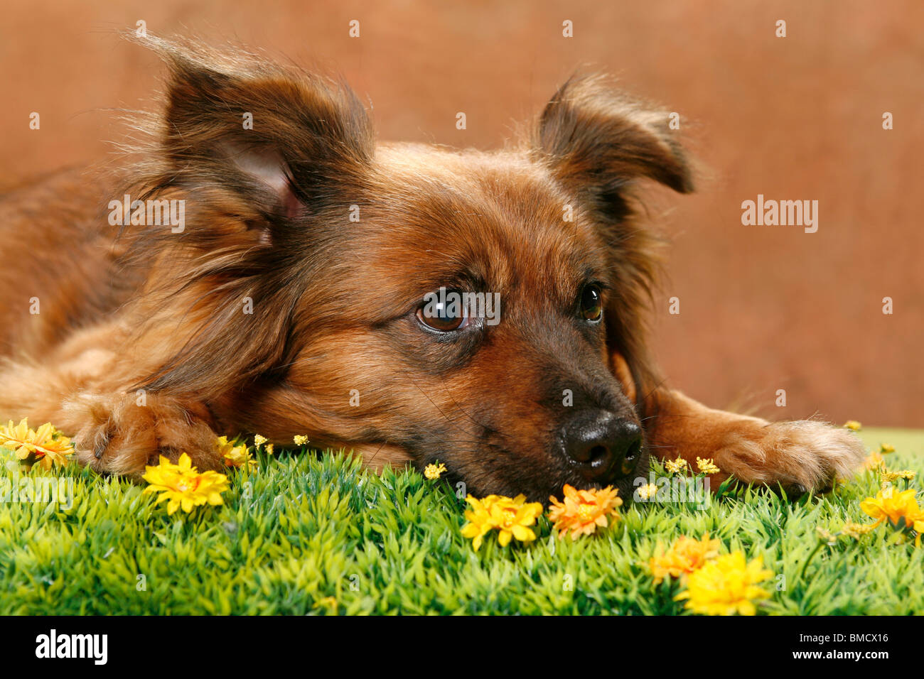 Mischling / dog Stock Photo - Alamy