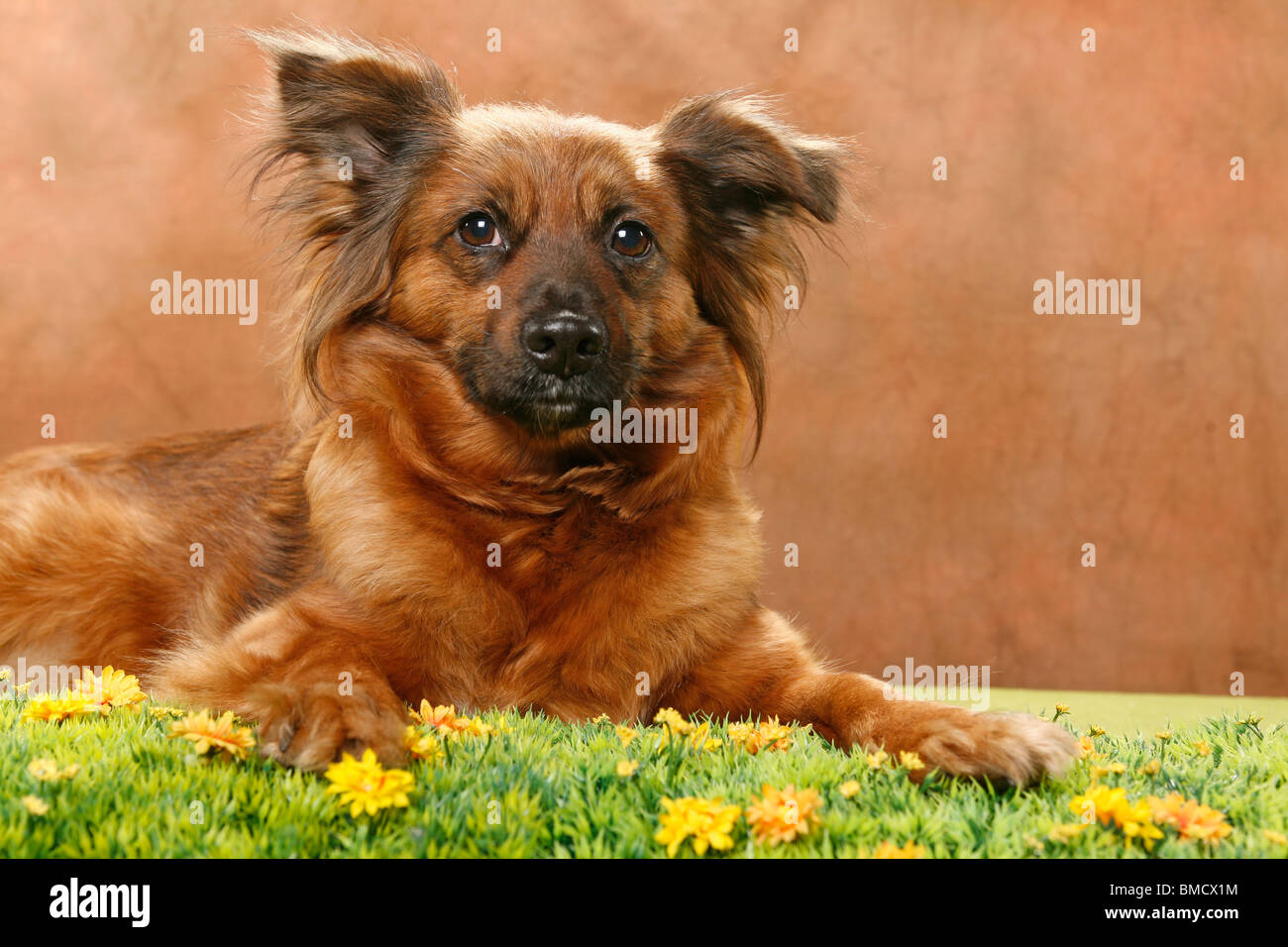 Mischling / dog Stock Photo - Alamy