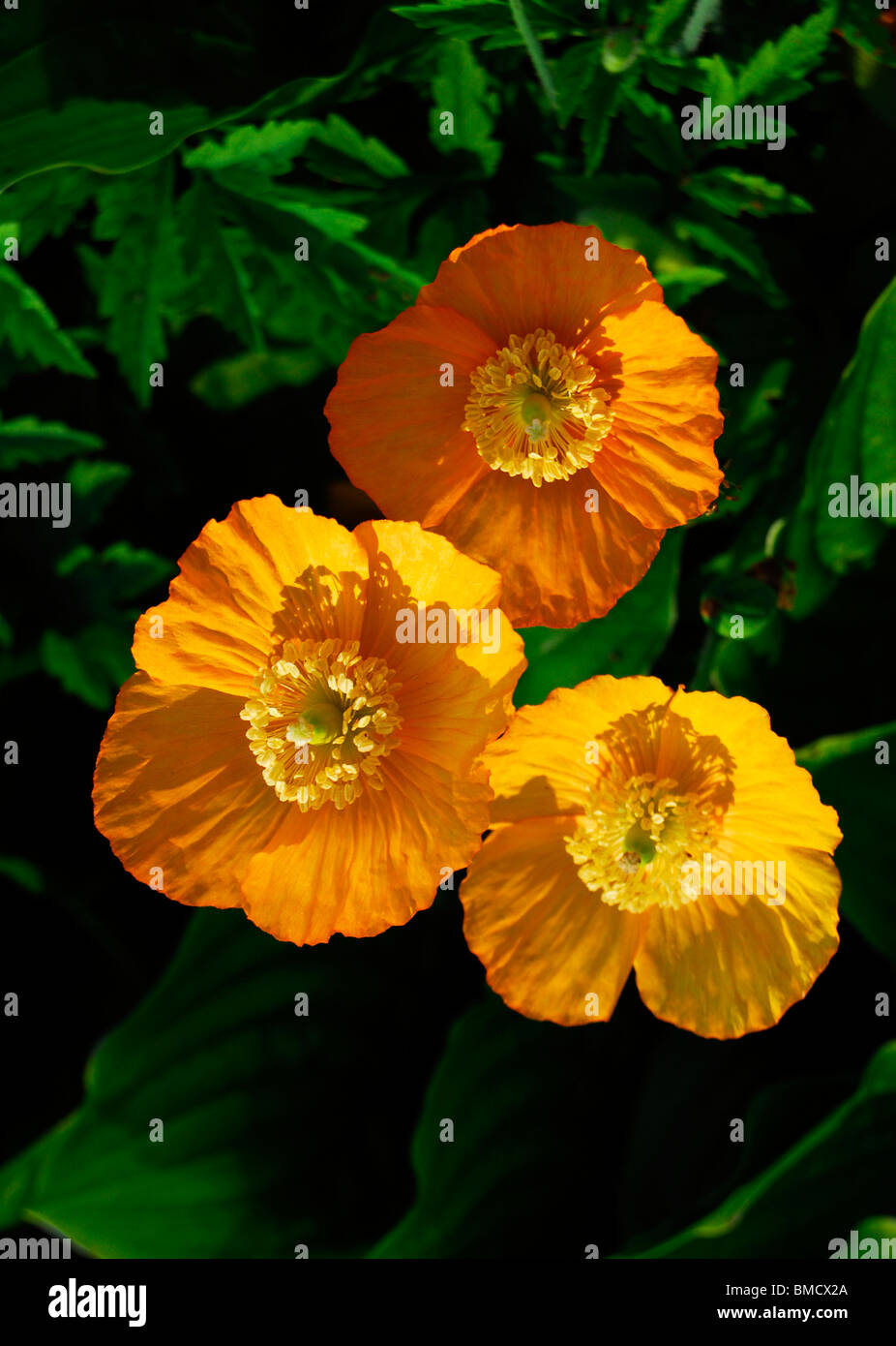 Yellow Poppies High Resolution Stock Photography and Images - Alamy