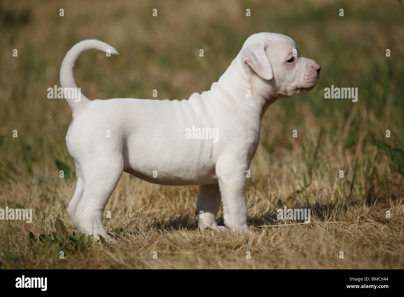 American Bulldog Welpe / American Bulldog Puppy Stock Photo - Alamy