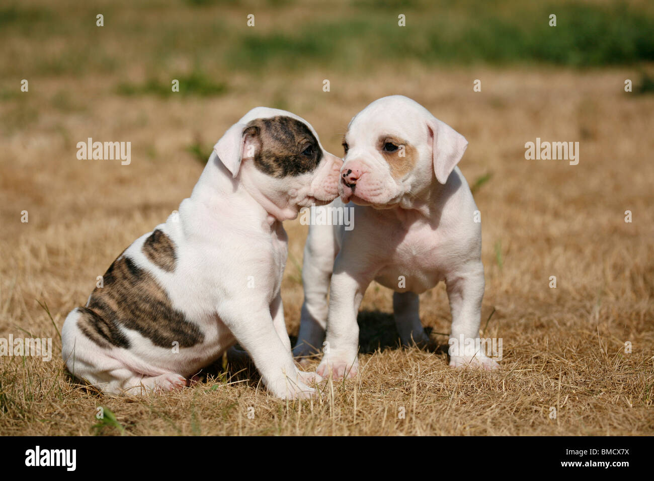 American Bulldog Welpe / American Bulldog Puppy Stock Photo - Alamy