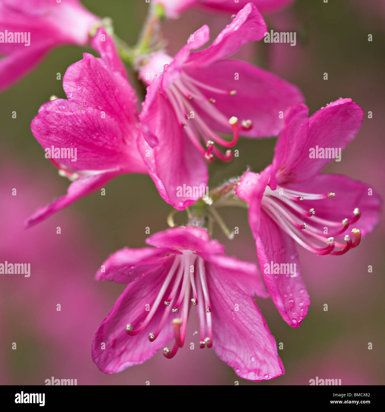 Closeup of Rhododendron Albrechtii Flowers in Bergen Arboretum Norway ...