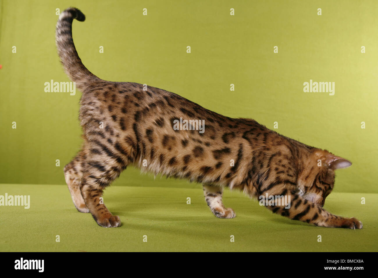 Braune bengalkatze hi-res stock photography and images - Alamy