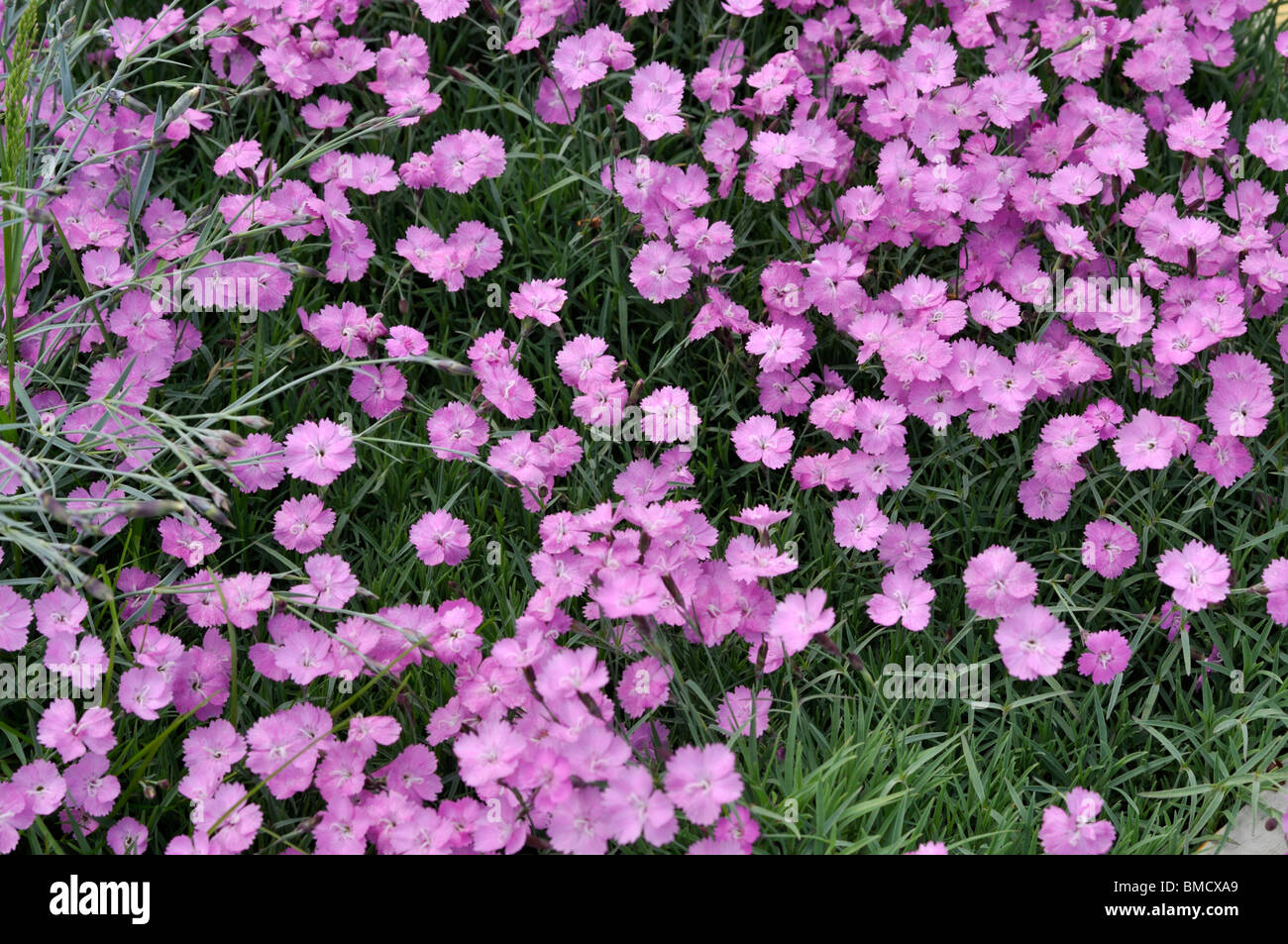 Cheddar pink (Dianthus gratianopolitanus Stock Photo - Alamy
