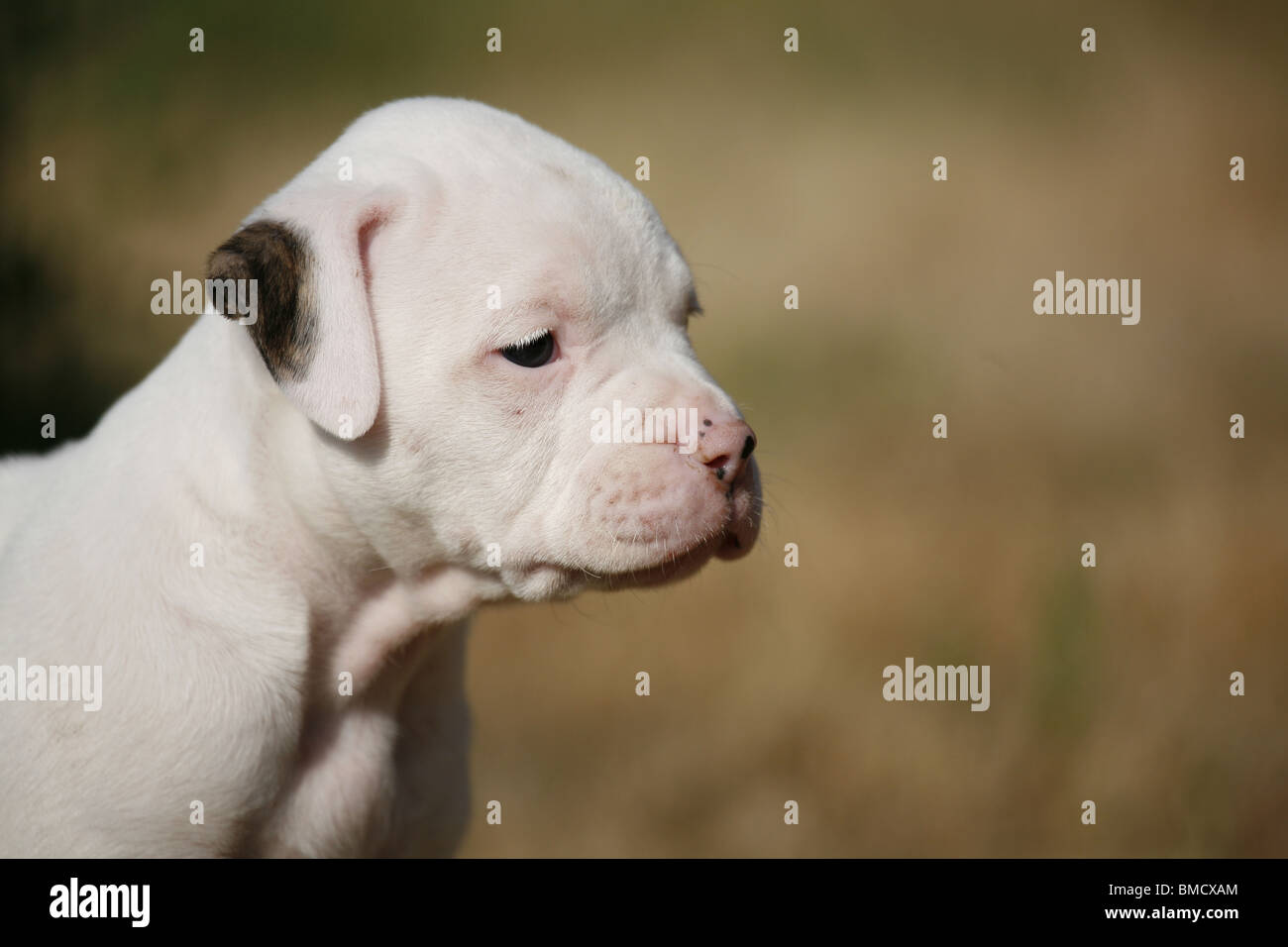 American Bulldog Welpe / American Bulldog Puppy Stock Photo - Alamy
