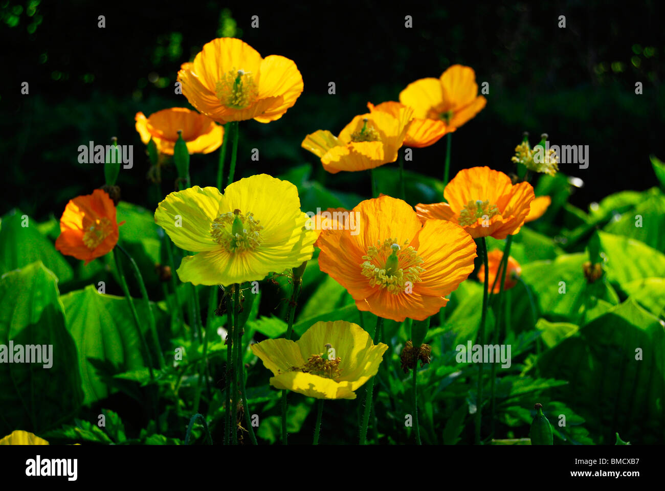 orange yellow poppies Stock Photo - Alamy