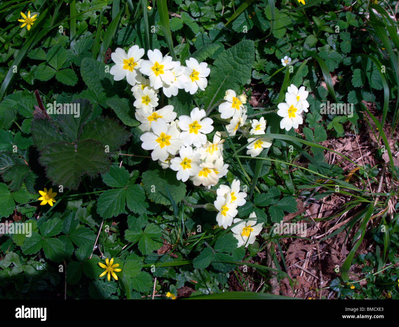 Wild primrose hi-res stock photography and images - Alamy