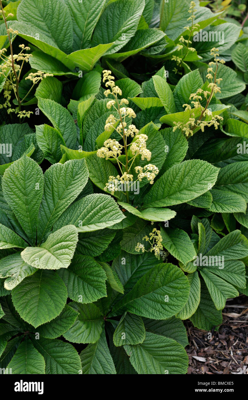 Rodgersia Aesculifolia High Resolution Stock Photography and Images - Alamy