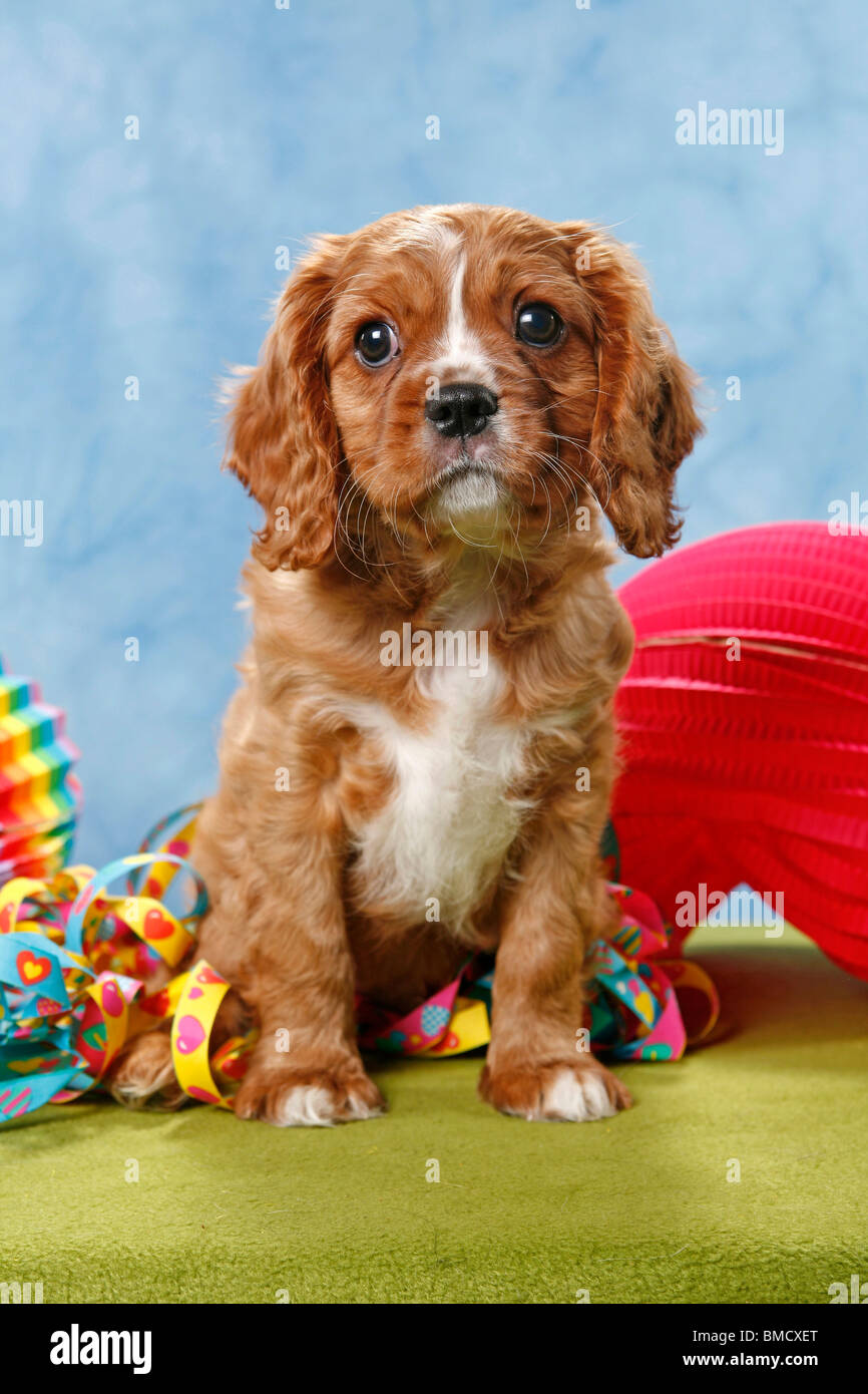 Cavalier King Charles Eyes