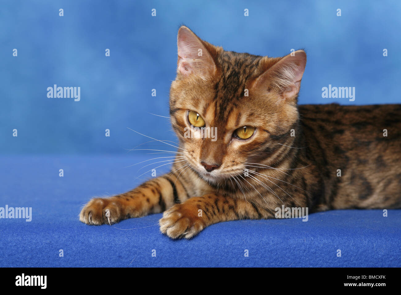 Braune katze hi-res stock photography and images - Alamy
