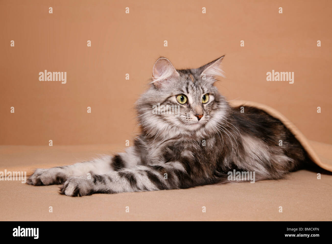 Norwegische Waldkatze / norwegian forest cat Stock Photo - Alamy