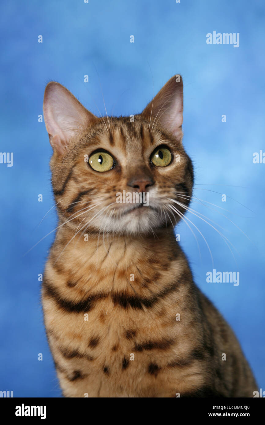 Braune katze hi-res stock photography and images - Alamy