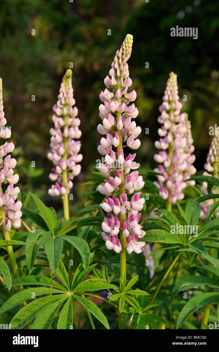 Garden lupin (Lupinus polyphyllus Stock Photo - Alamy