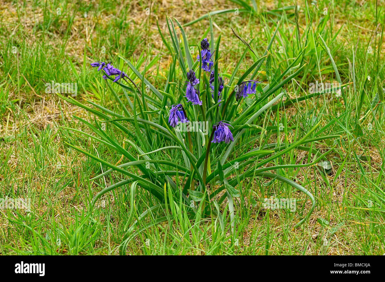 Bluebell plant amongst grass Stock Photo - Alamy