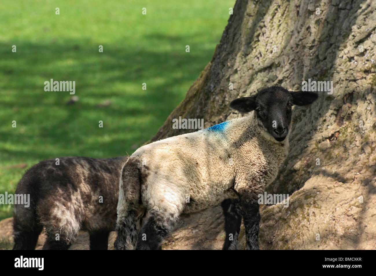 Black faced lamb by tree trunk Stock Photo - Alamy
