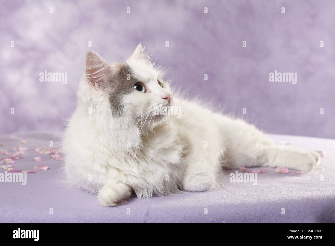 Vankatze hi-res stock photography and images - Alamy